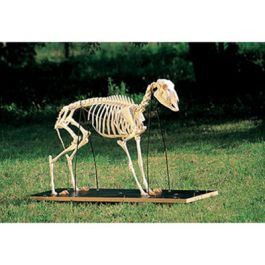 Skeleton der Schafe (Ovis aries) T30036 für 2.817,66