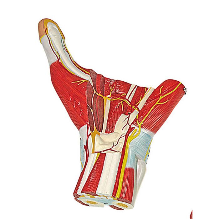 Anatomie der Hand, 3 Teile Erler Zimmer für 183,26