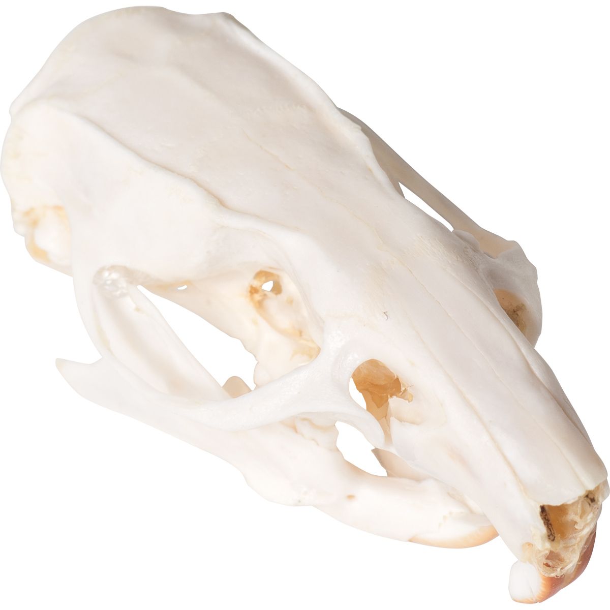 Rattenschädel (Rattus rattus) T30027 à 115,43