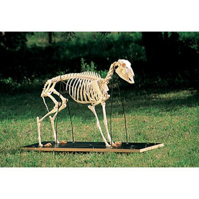 Skeleton der Schafe (Ovis aries) T30036 für 2.817,66