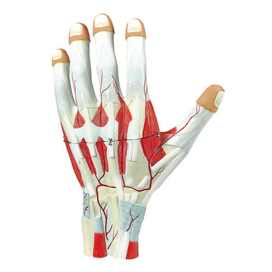 Anatomie der Hand, 3 Teile Erler Zimmer für 183,26