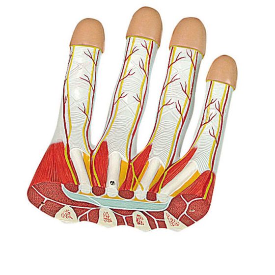 Anatomie der Hand, 3 Teile Erler Zimmer für 183,26