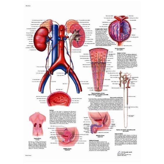 Lehrtafel - Das Harnsystem, Anatomie und Physiologie für 18,74